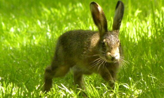 Boswachter John: Nestvlieders en nestblijvers - Goois Natuurreservaat